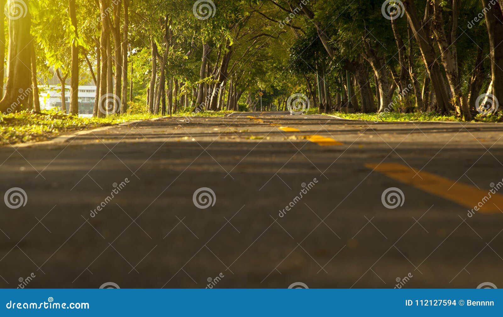 Road with Trees on Both Sides Stock Photo - Image of keywords ...