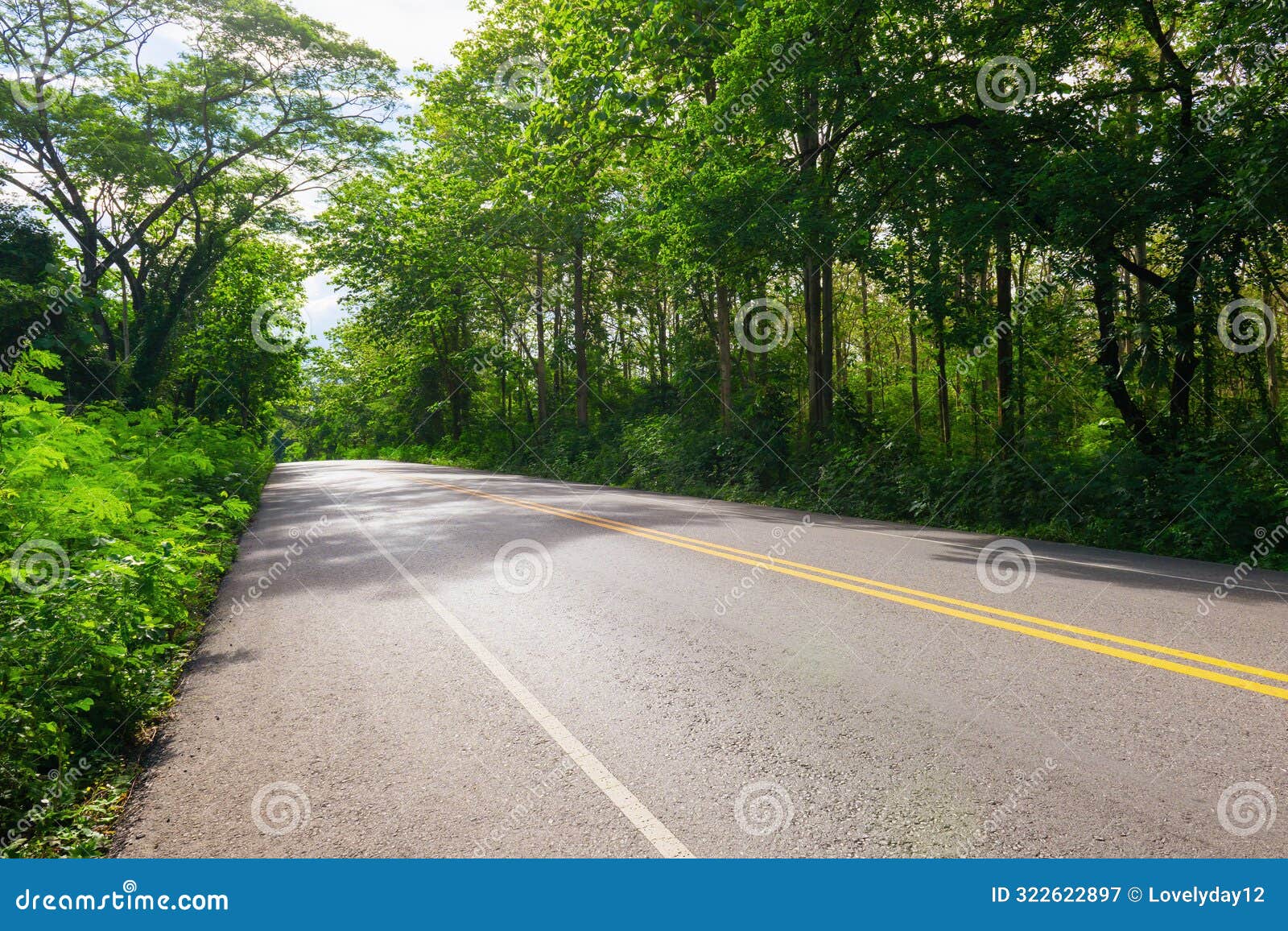 Road with Trees on Both Sides and a Yellow Line Stock Image - Image of ...