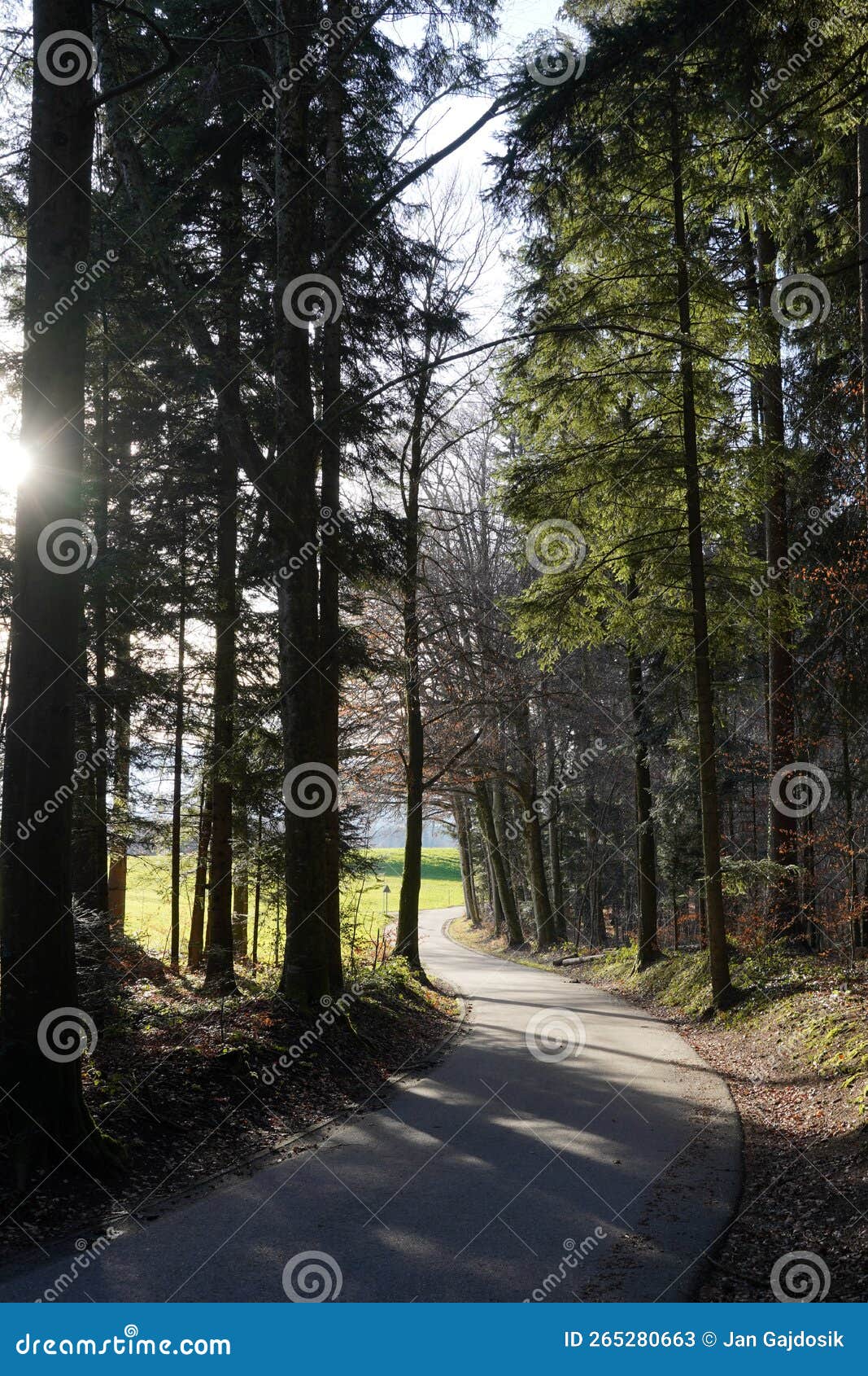 A Road among Trees Coming Out of a Dark Mixed Forest. Stock Image ...