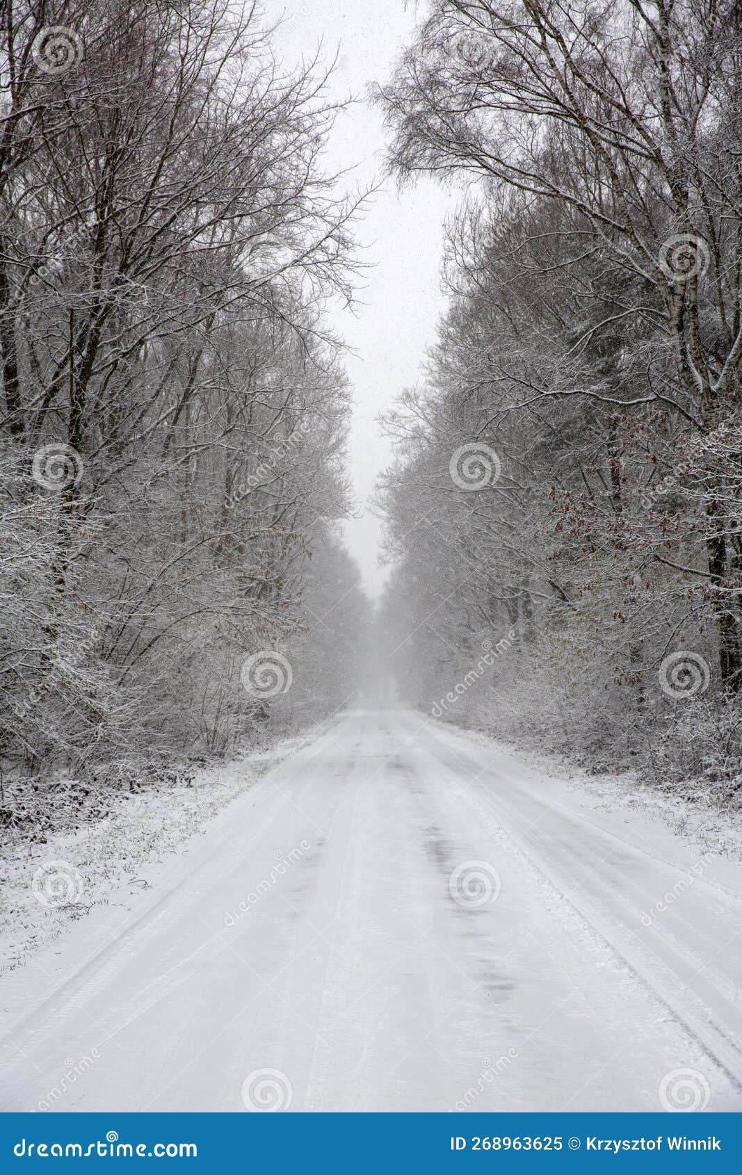 The Road between Trees Covered with Fluffy Snow. Stock Image - Image of ...