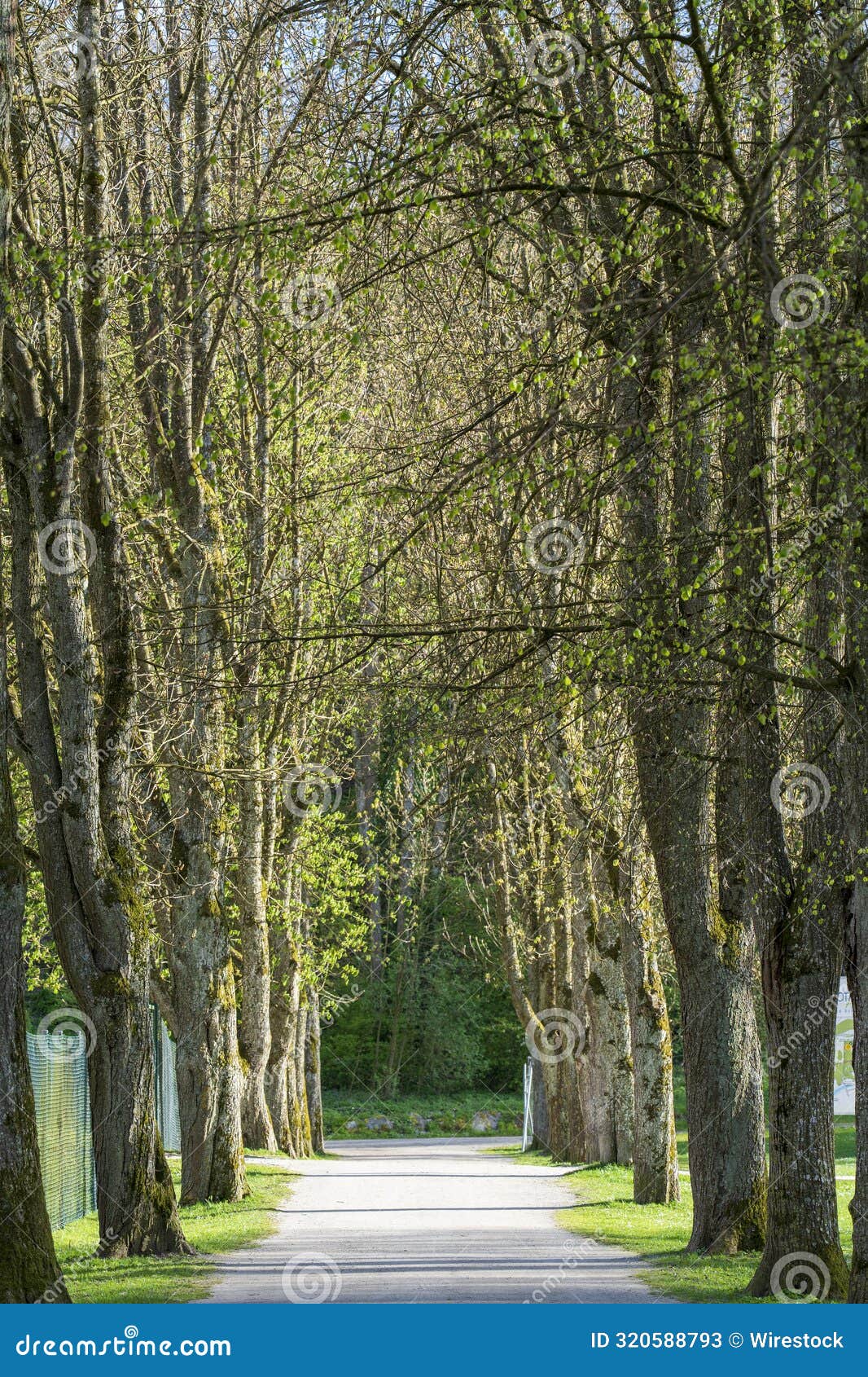 A Paved Road among Trees Directing Towards a Two-side Turn Stock Image ...