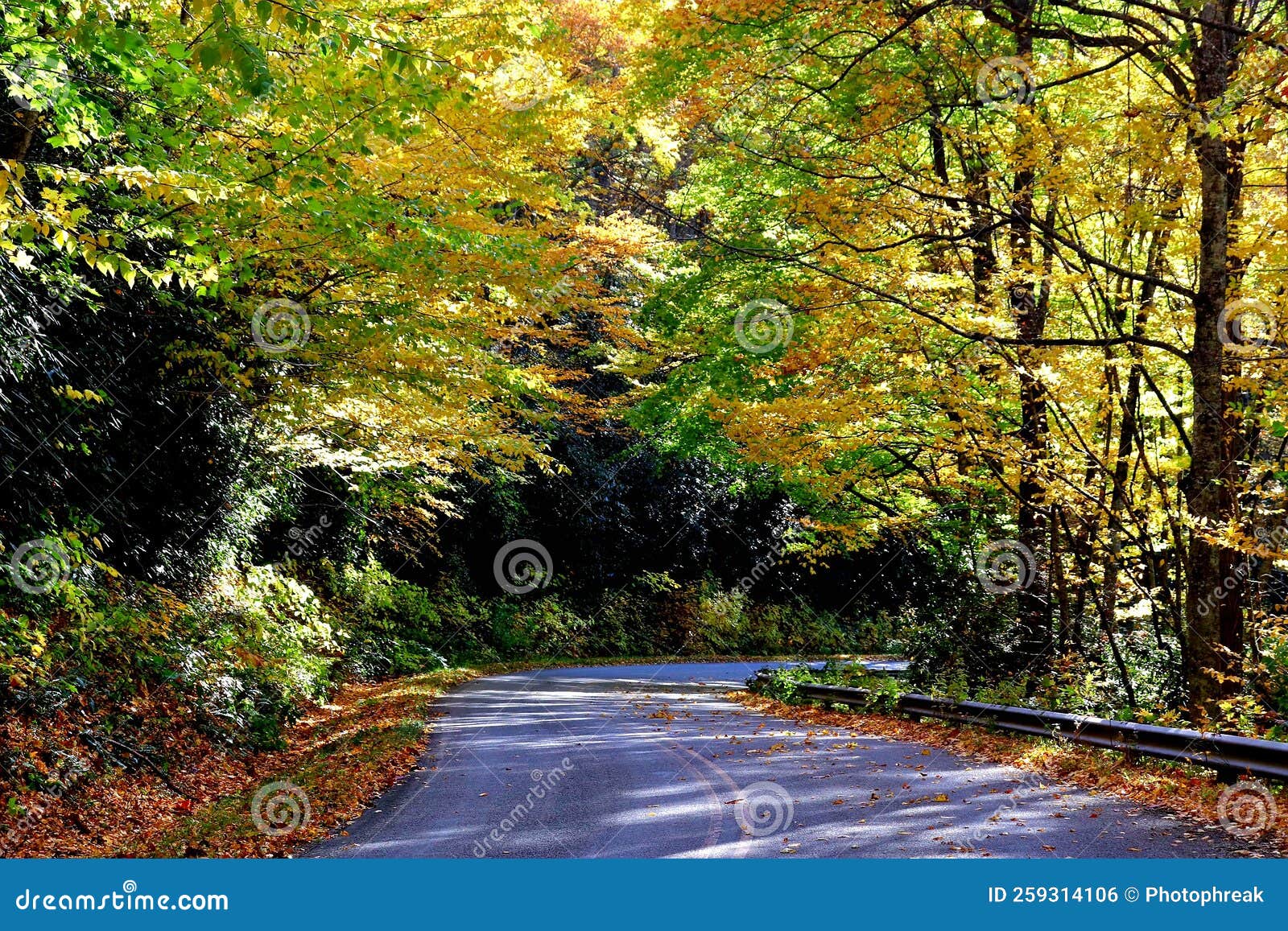 Road through the Trees in Fall on the Parkway Stock Photo - Image of ...