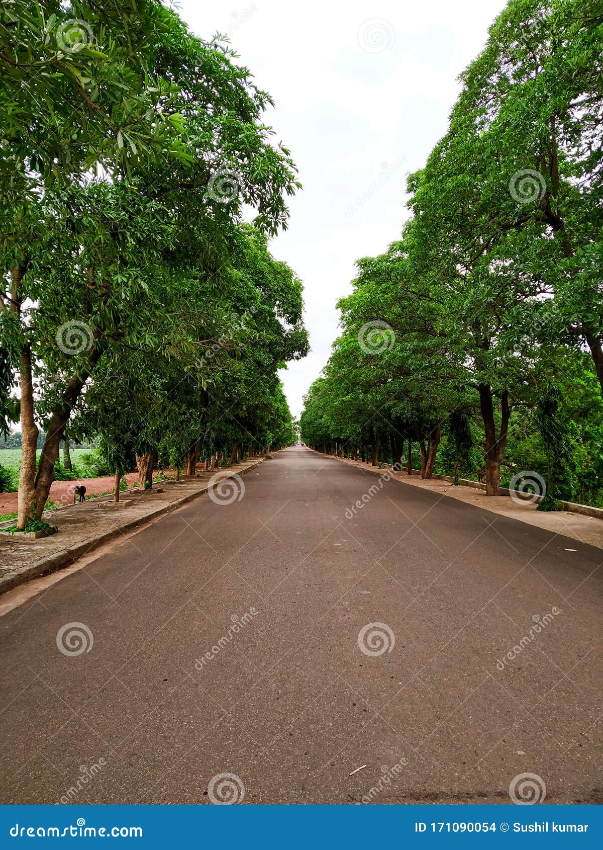 Road stock photo. Image of nature, road, green, trees - 171090054