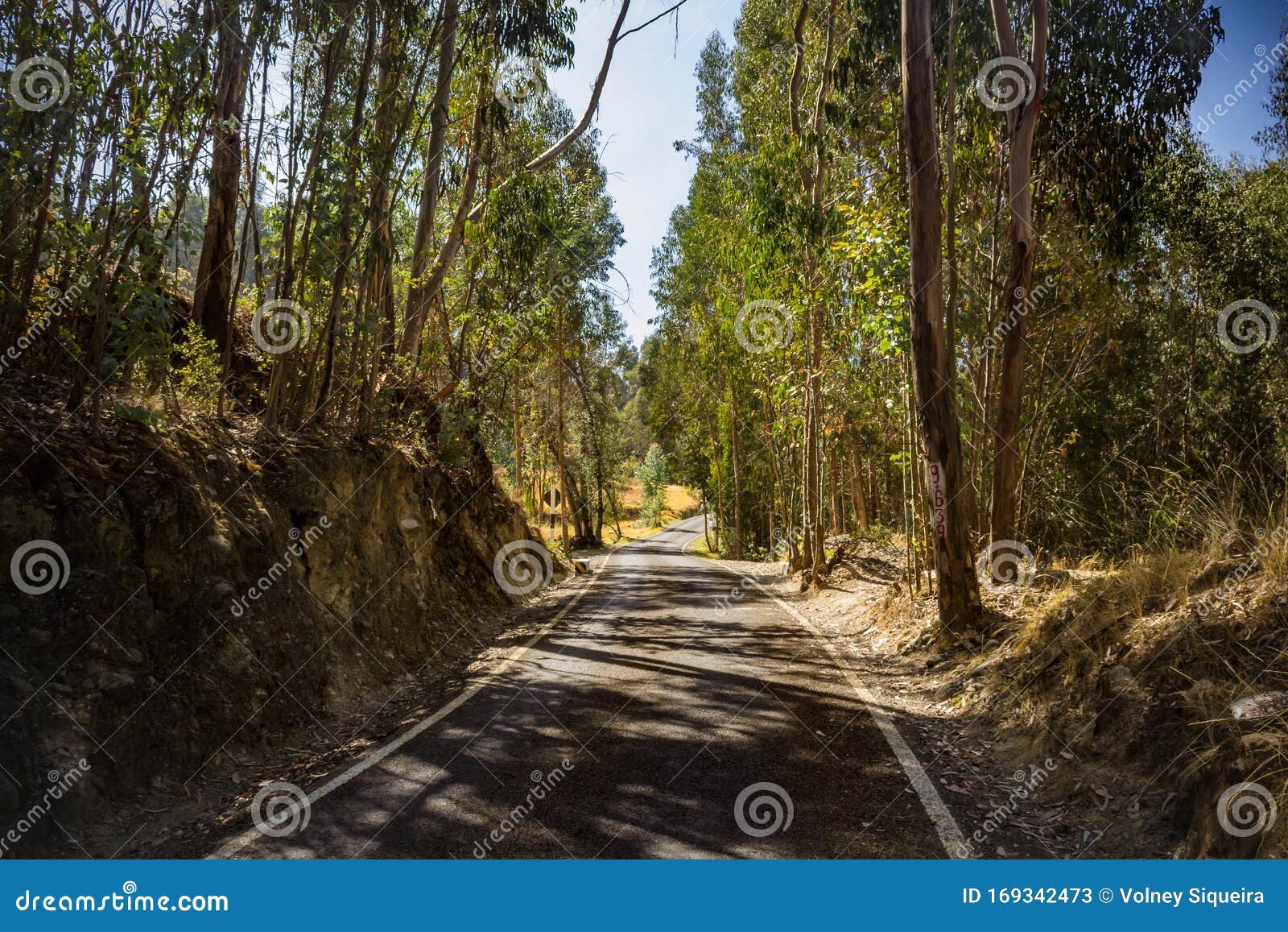 Road between the Trees stock image. Image of cover, trees - 169342473