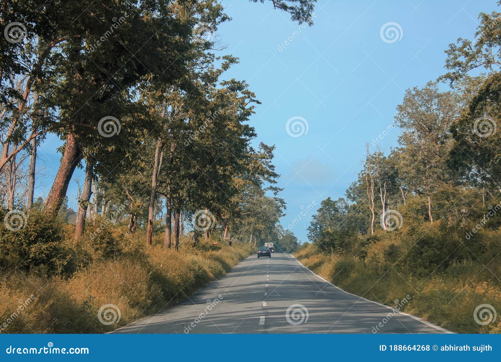 Road between Trees stock photo. Image of landscape, trail - 188664268