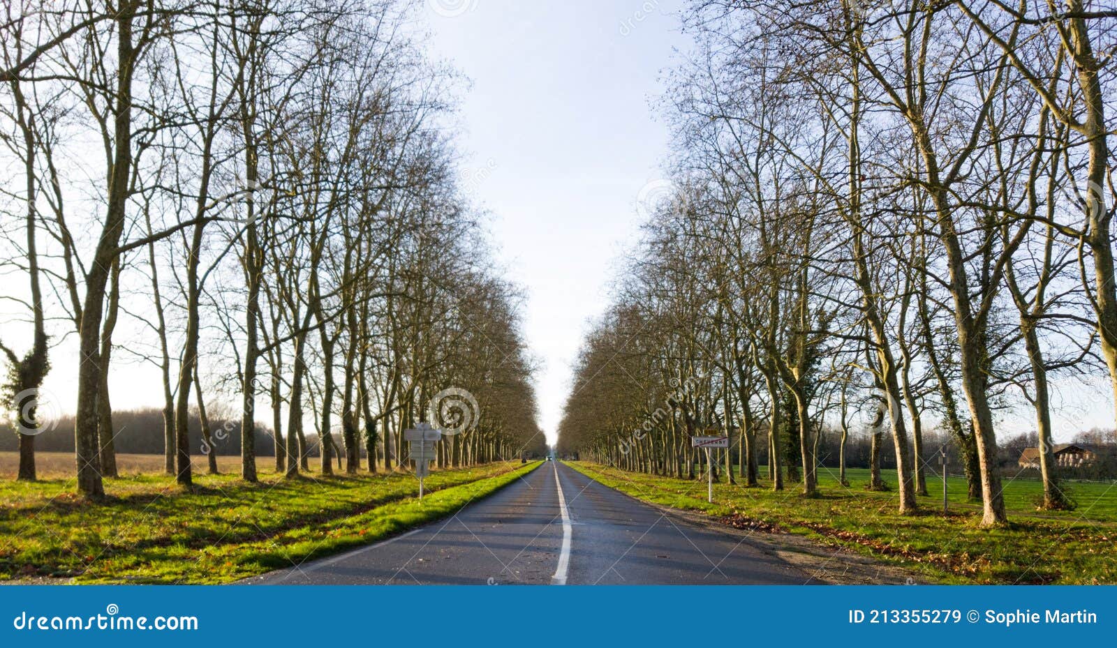 Road with trees stock image. Image of infrastructure - 213355279