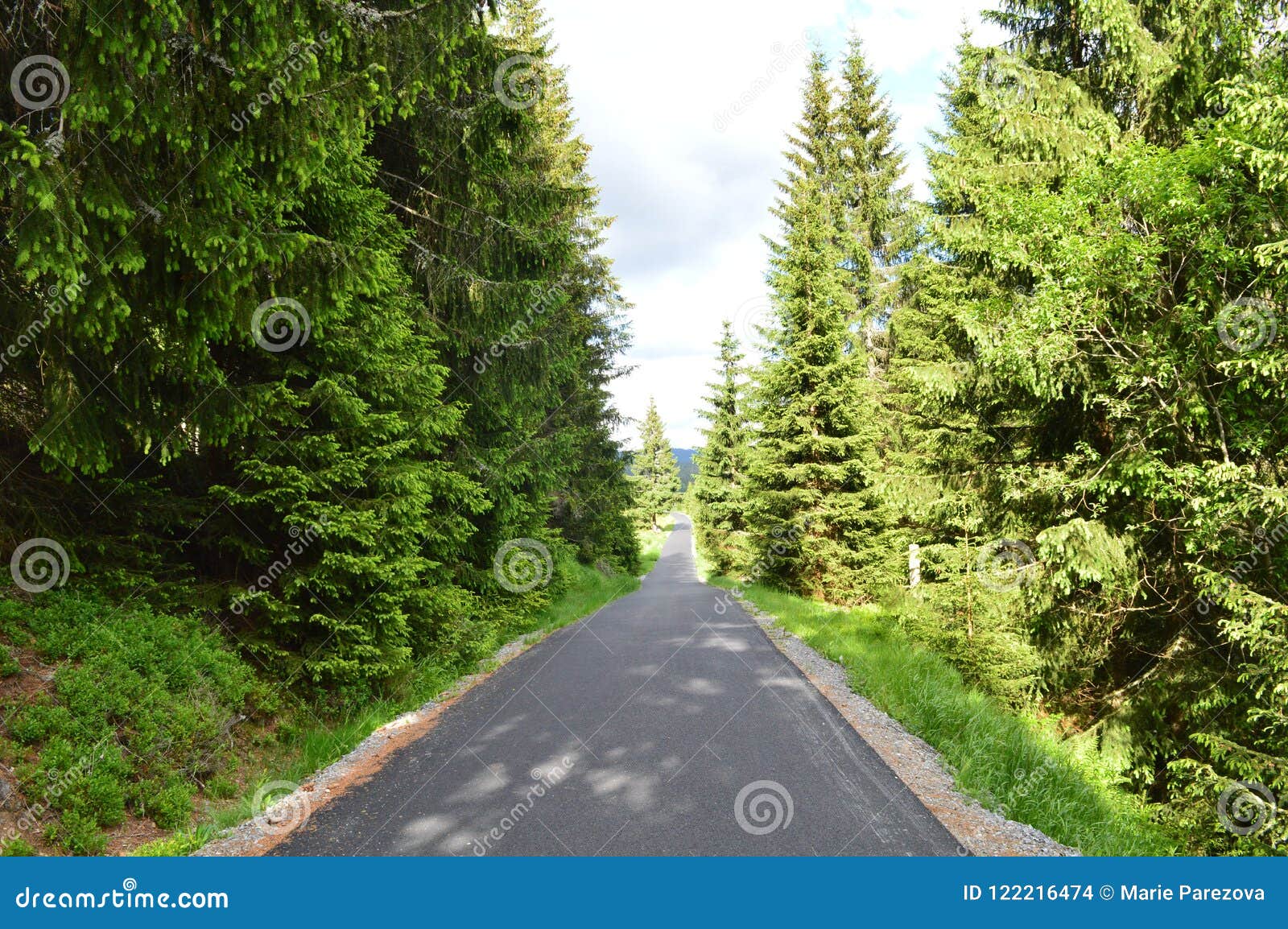 Road between trees stock photo. Image of hike, cute - 122216474