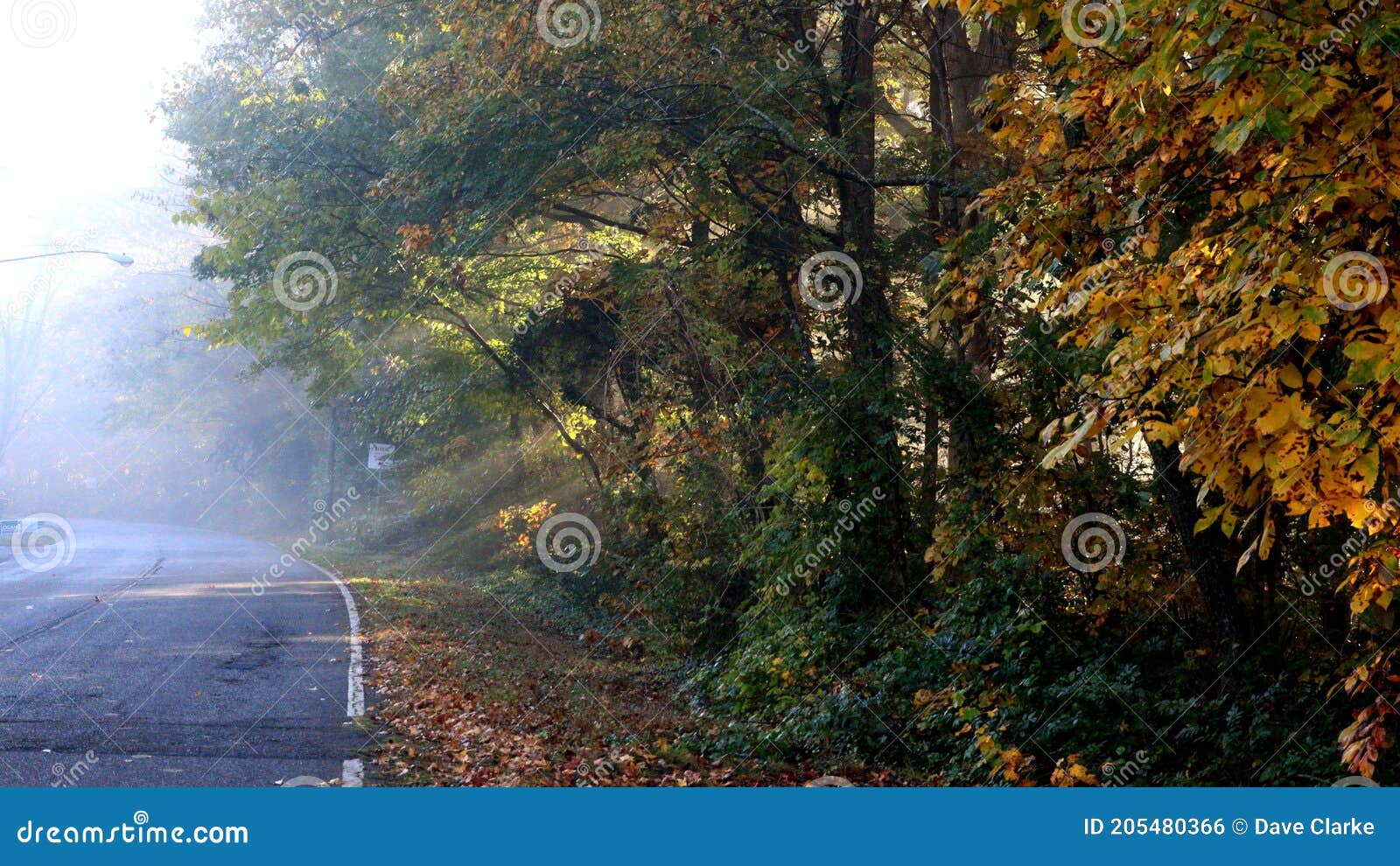 Road through trees stock photo. Image of sunlight, open - 205480366
