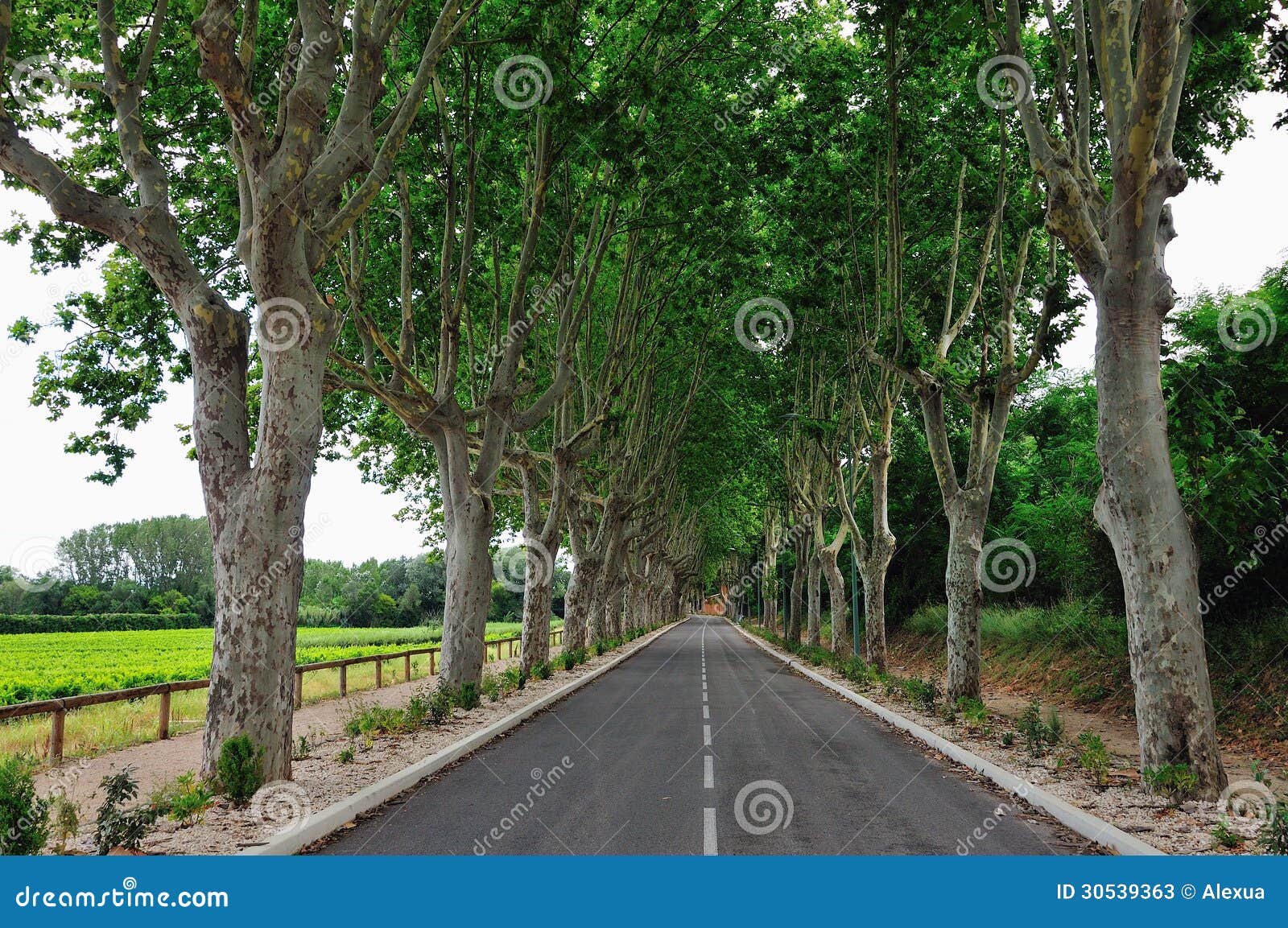 Road with trees stock image. Image of beautiful, picturesque - 30539363