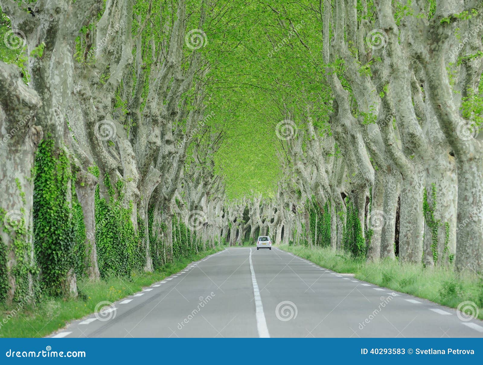 The road between trees stock image. Image of tree, road - 40293583