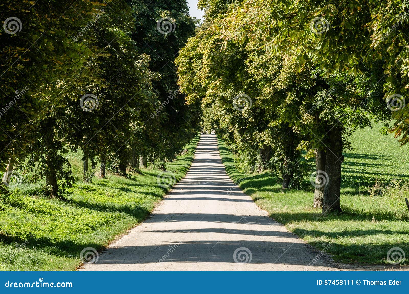 Road with Trees and Shadows Stock Image - Image of forest, clouds: 87458111
