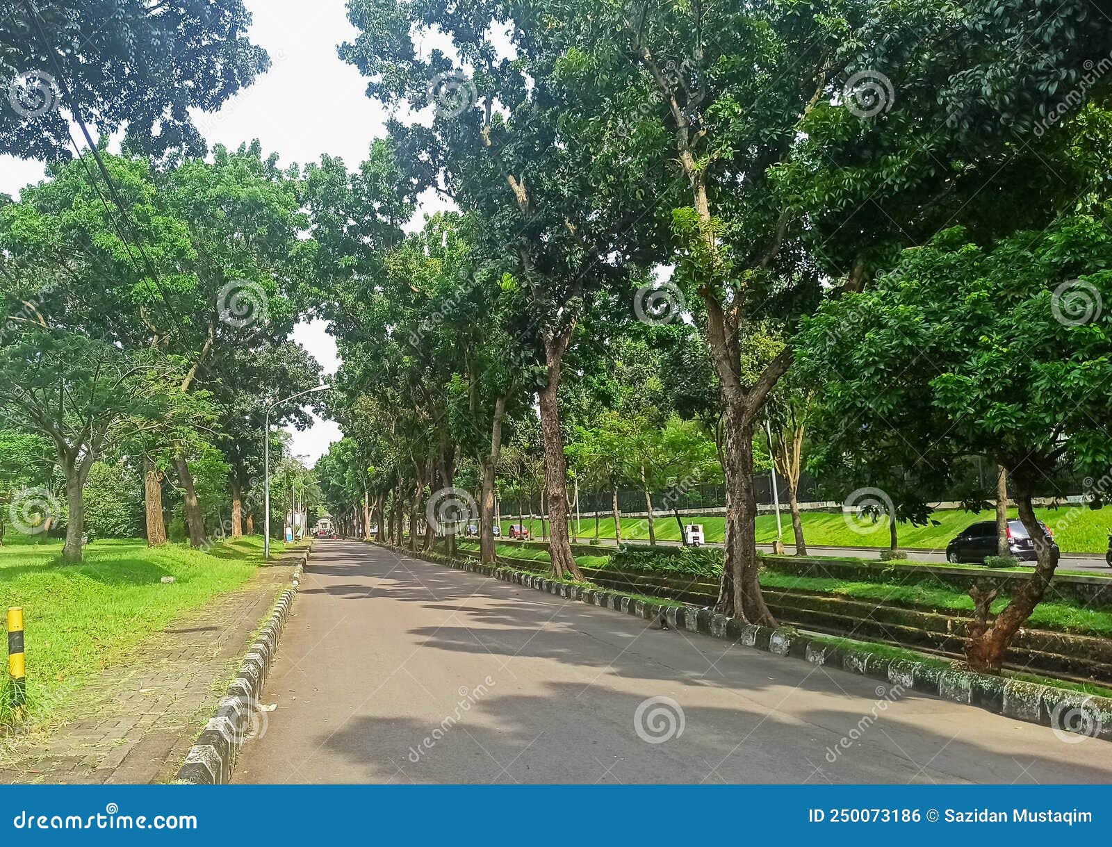 A Road with Trees on the Side when the Weather is Sunny Stock Photo ...