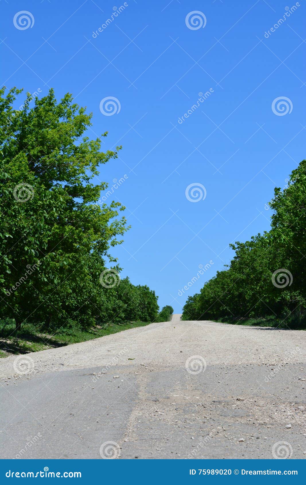 Road through the trees stock photo. Image of stone, trees - 75989020