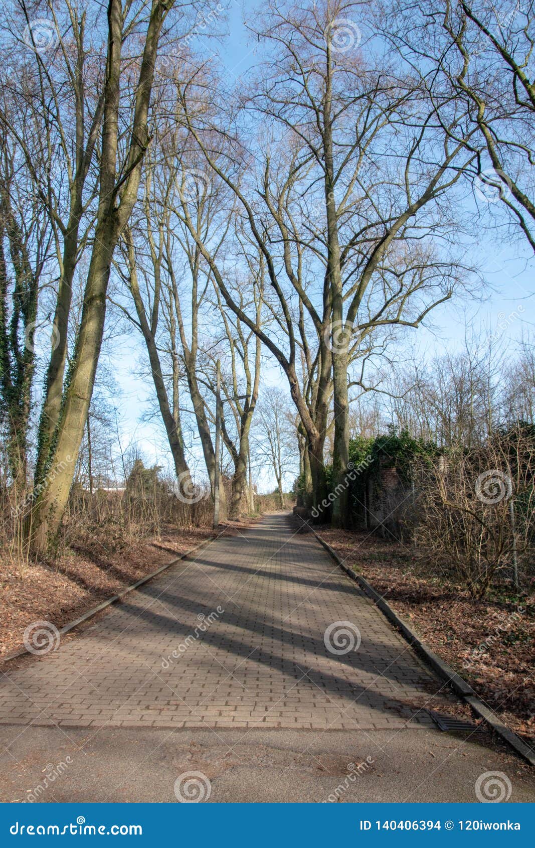 Road and trees. stock photo. Image of trees, road, tree - 140406394