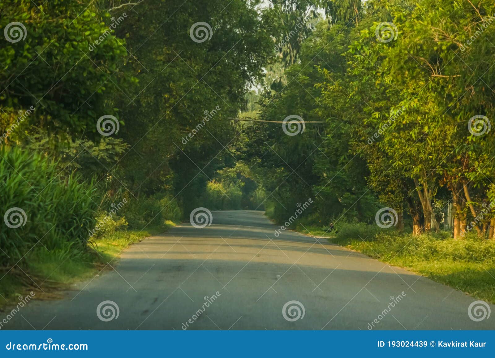 A road between the trees stock image. Image of beauty - 193024439