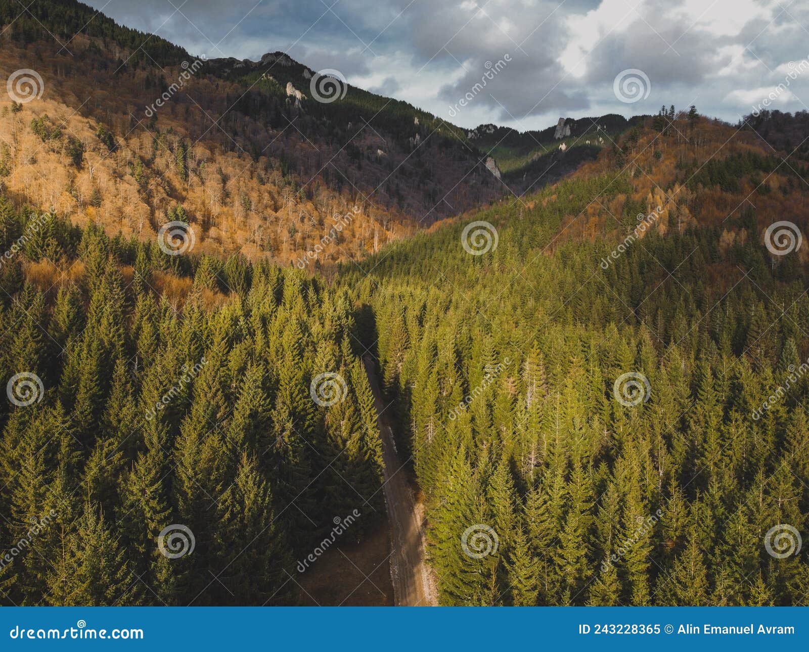 Road between Trees View from Drone Stock Image - Image of mountain ...
