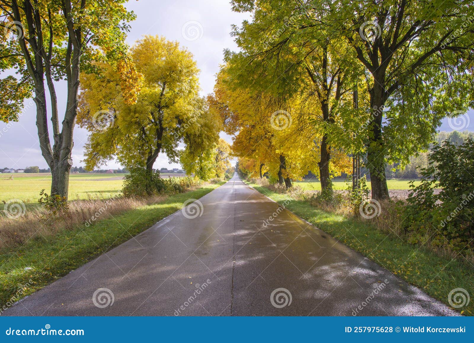 Road among Trees on a Wet Autumn Day in the Sunshine after Rainfall ...