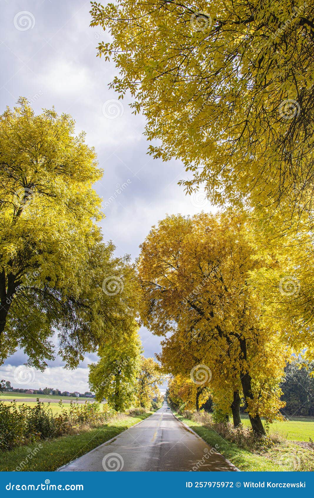 Road among Trees on a Wet Autumn Day in the Sunshine after Rainfall ...
