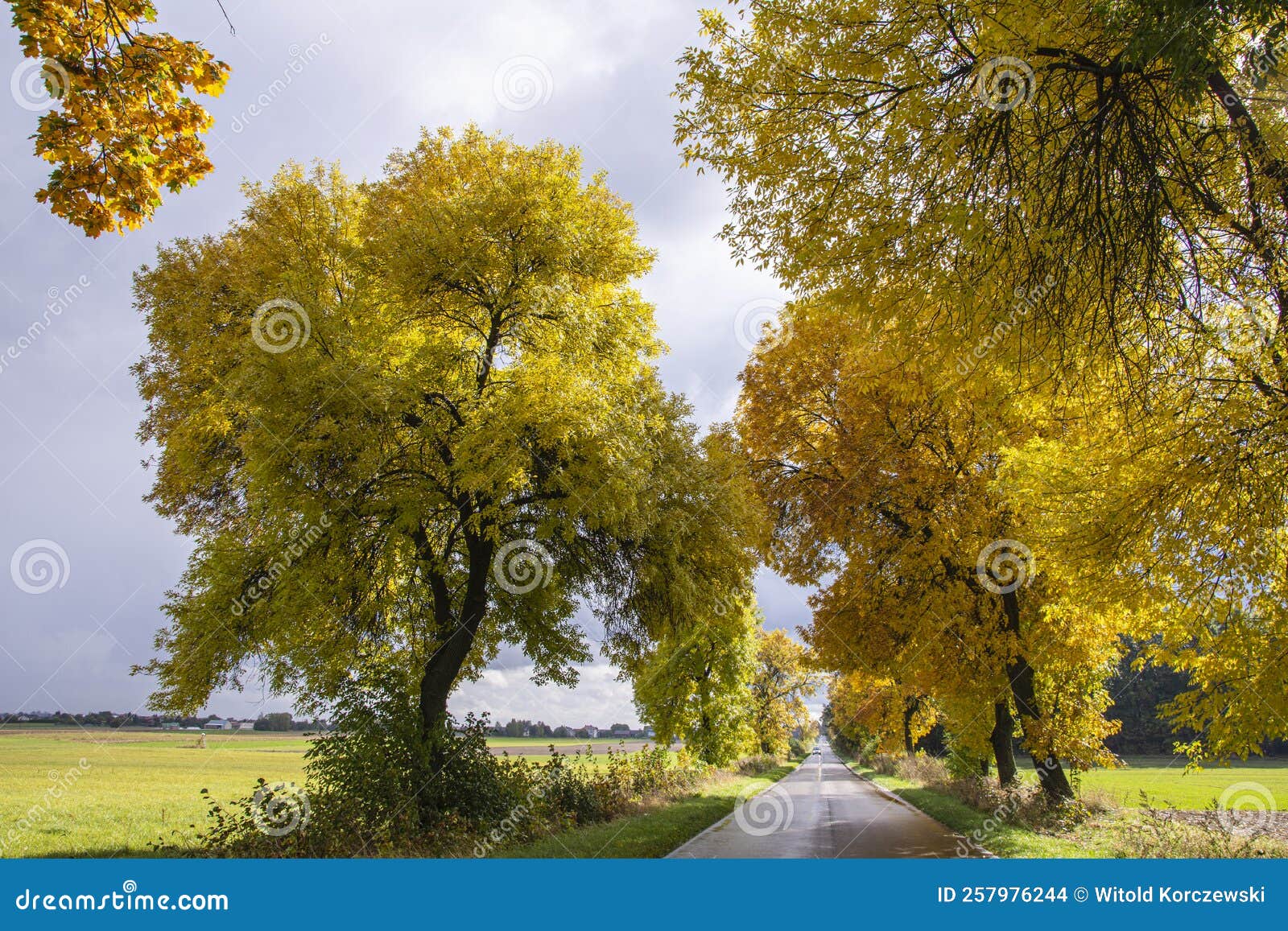 Road among Trees on a Wet Autumn Day in the Sunshine after Rainfall ...