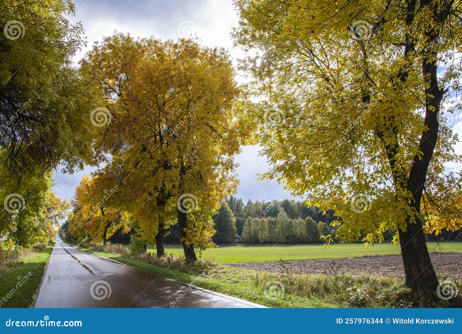 Road among Trees on a Wet Autumn Day in the Sunshine after Rainfall ...