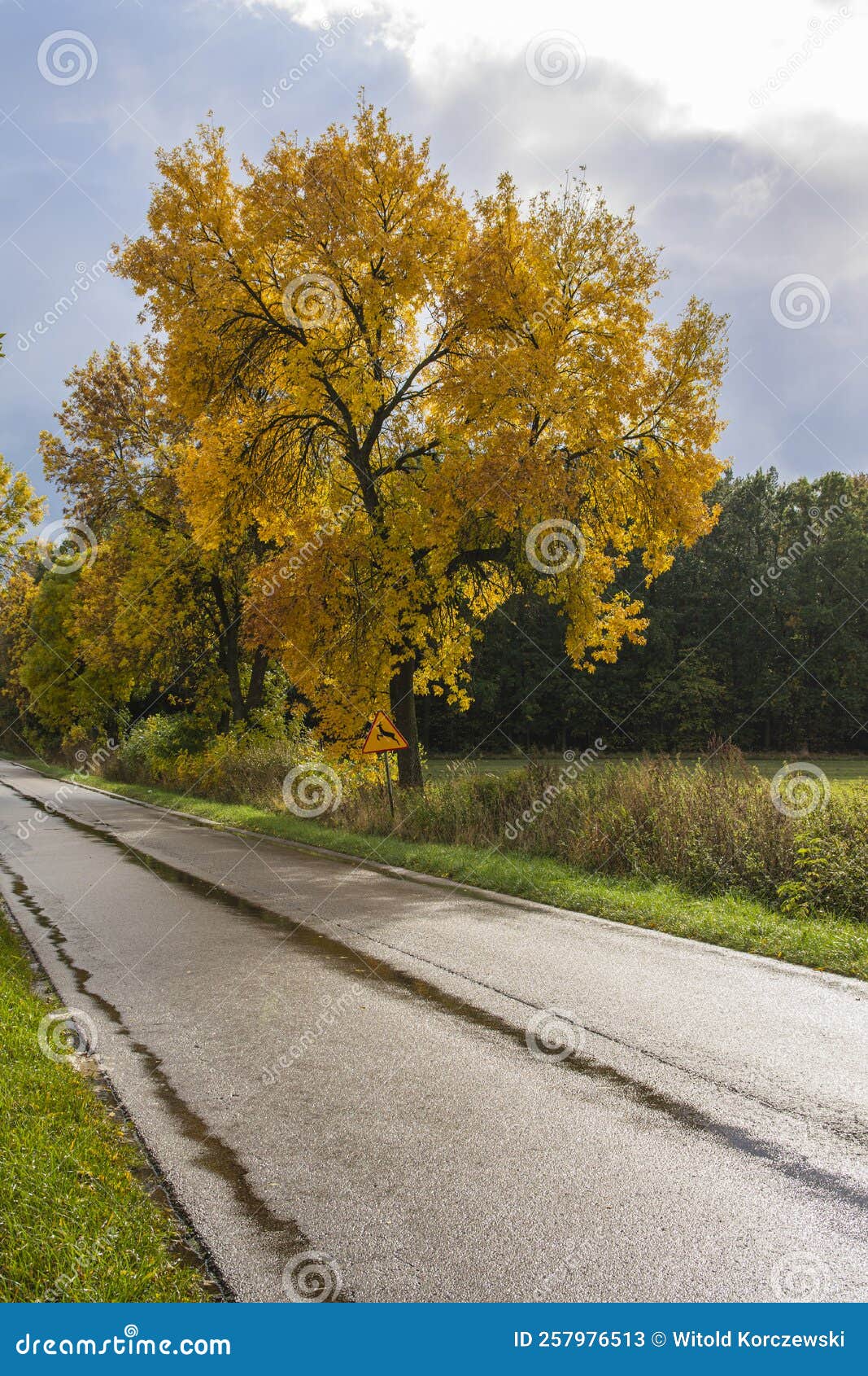 Road among Trees on a Wet Autumn Day in the Sunshine after Rainfall ...