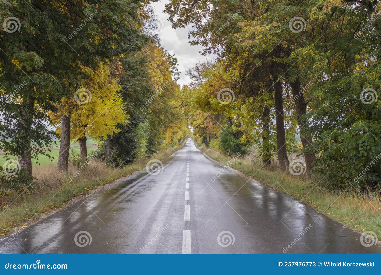 Road among Trees on a Wet Autumn Day in the Sunshine after Rainfall ...