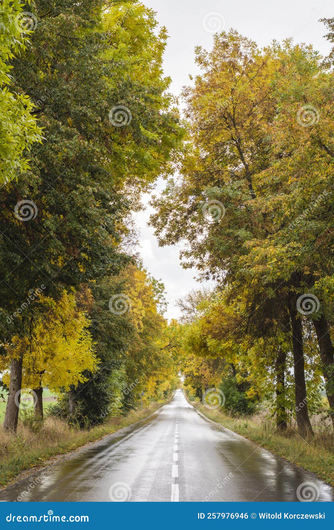 Road among Trees on a Wet Autumn Day in the Sunshine after Rainfall ...