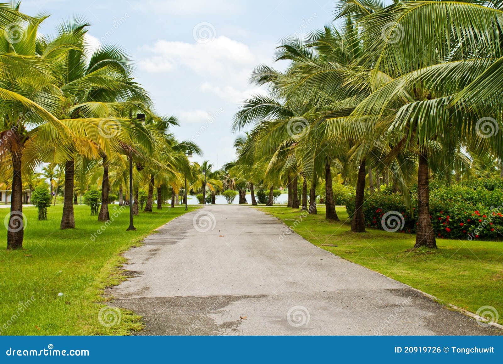 Road in tropical garden stock photo. Image of countryside - 20919726