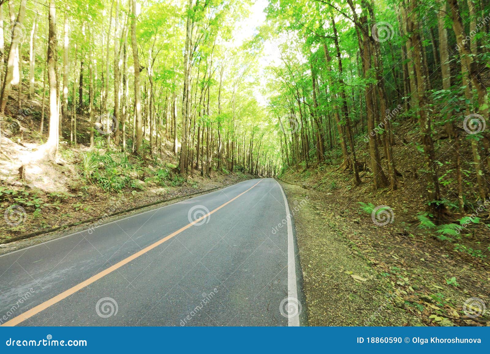 Road in the Tropical Rainforest Stock Photo - Image of natural, route ...
