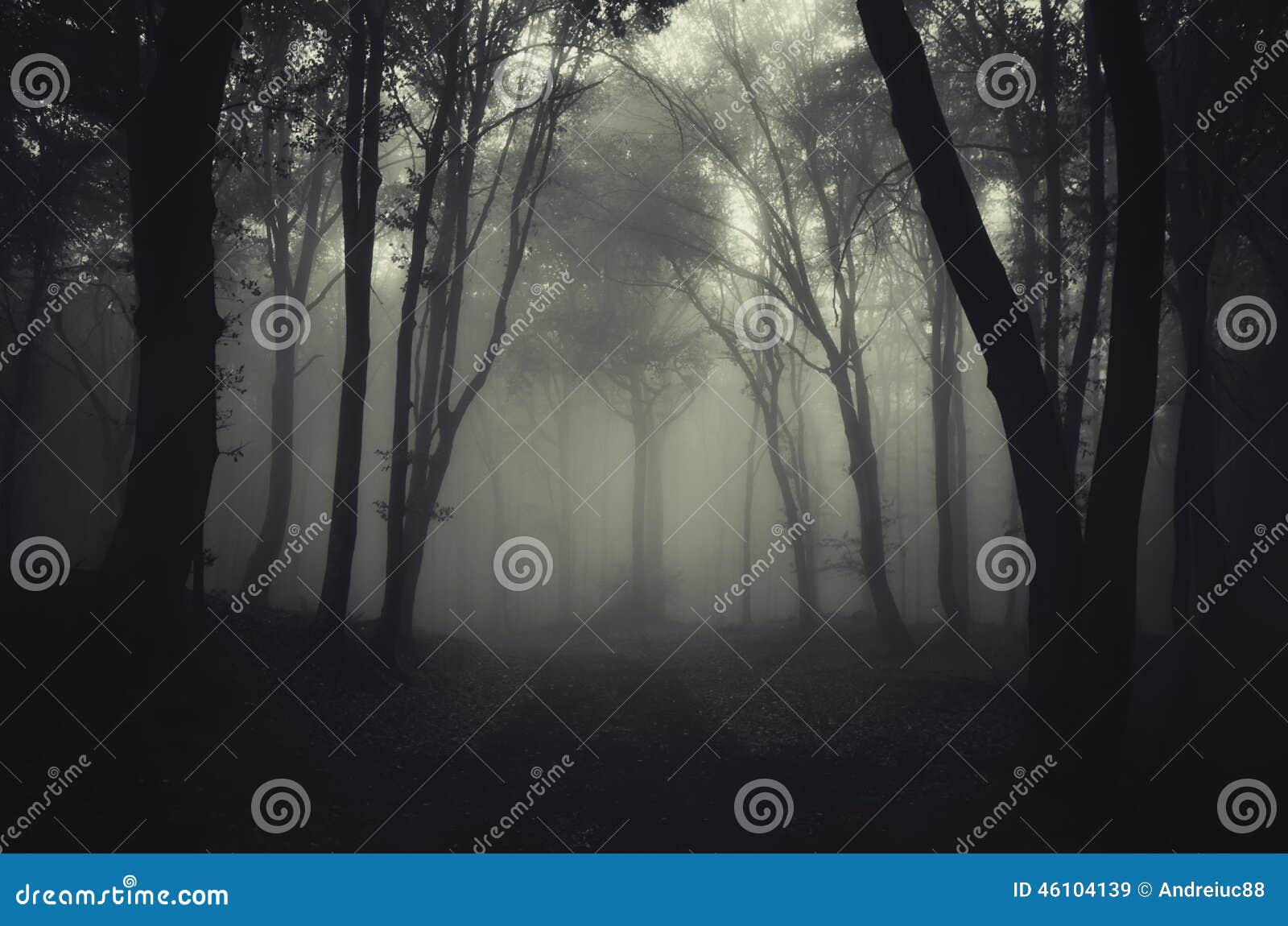 Dark Mysterious Forest Scenery At The Black Forest On Ilha Terceira ...