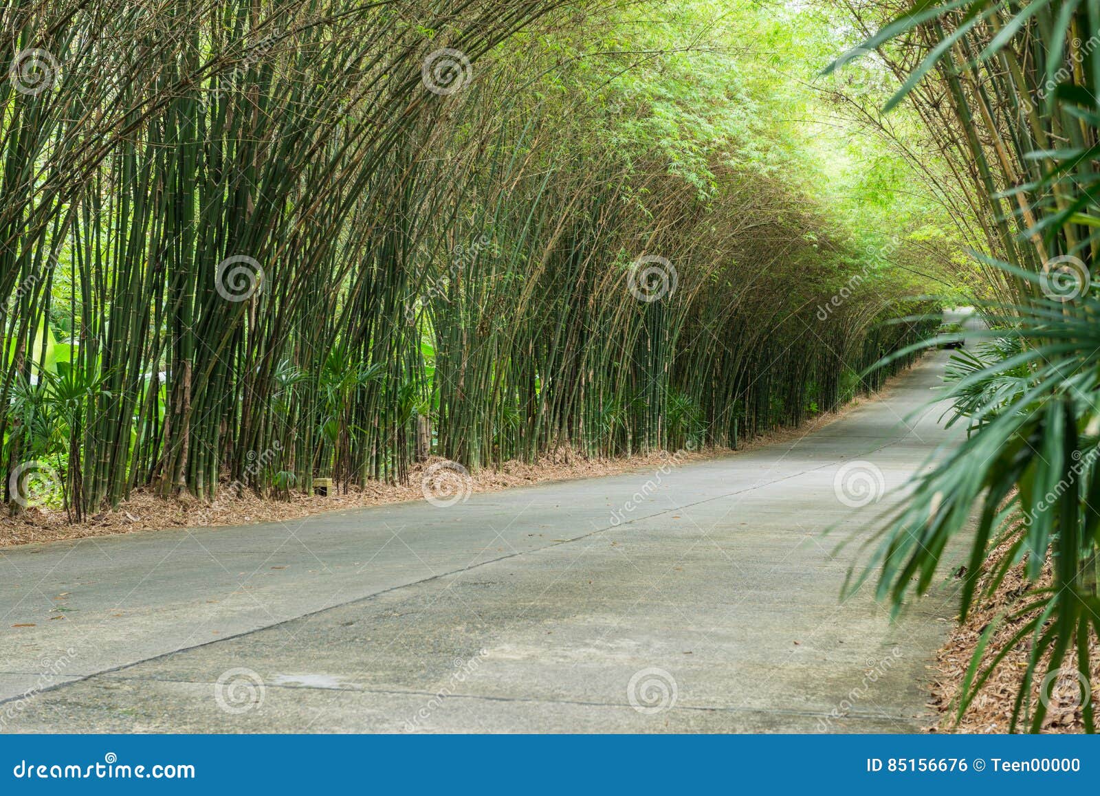 Road through Tunnel of Bamboo Stock Photo - Image of perspective, plant ...
