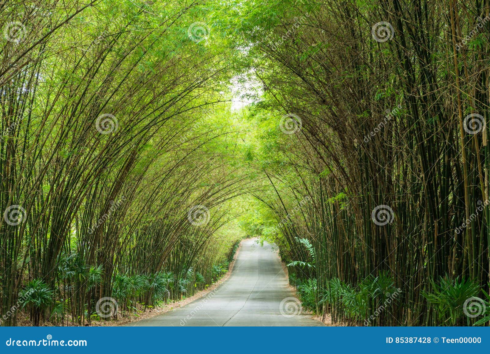 Road through Tunnel of Bamboo Stock Photo - Image of bamboo ...