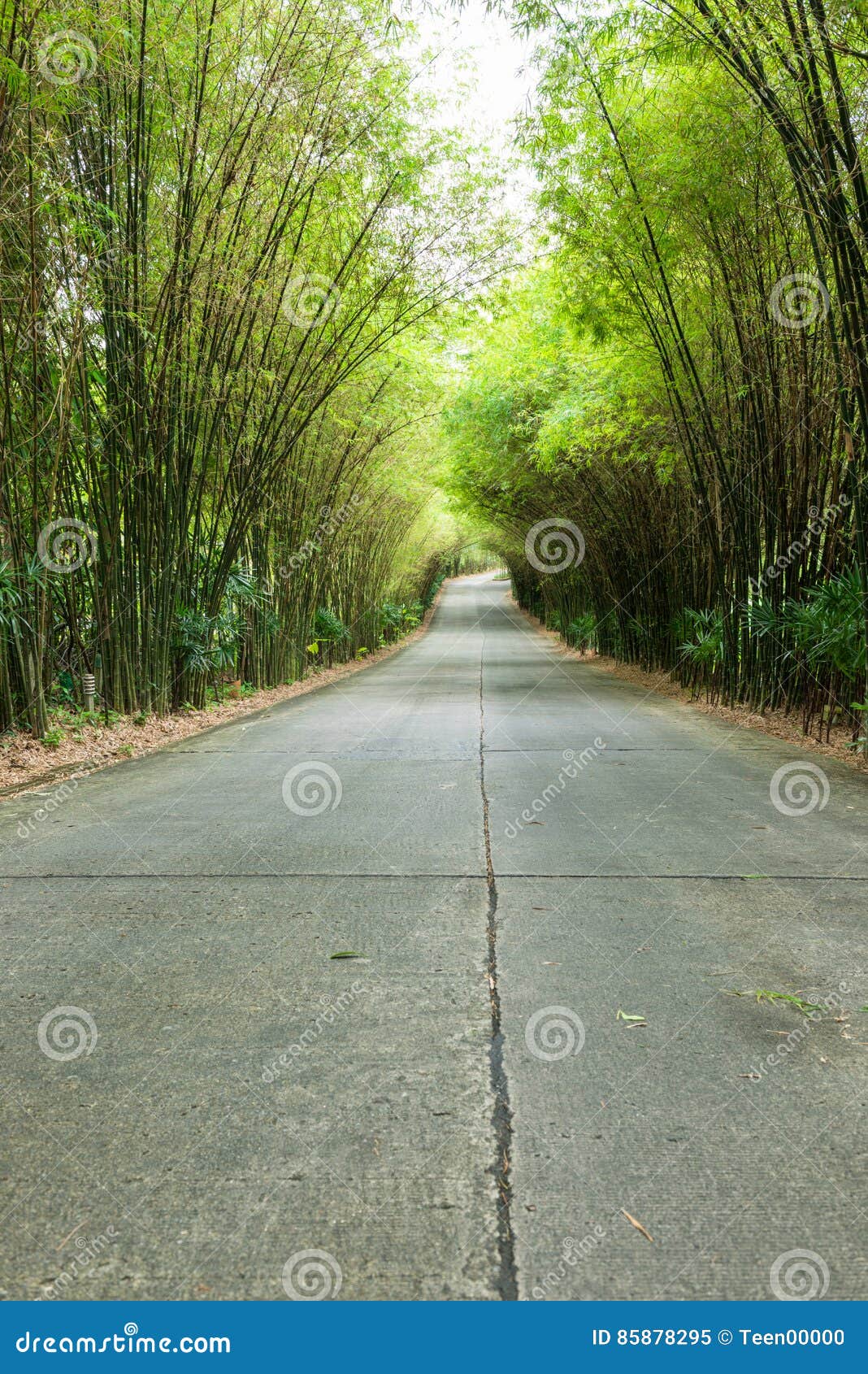 Road through Tunnel of Bamboo Stock Image - Image of bamboo, path: 85878295