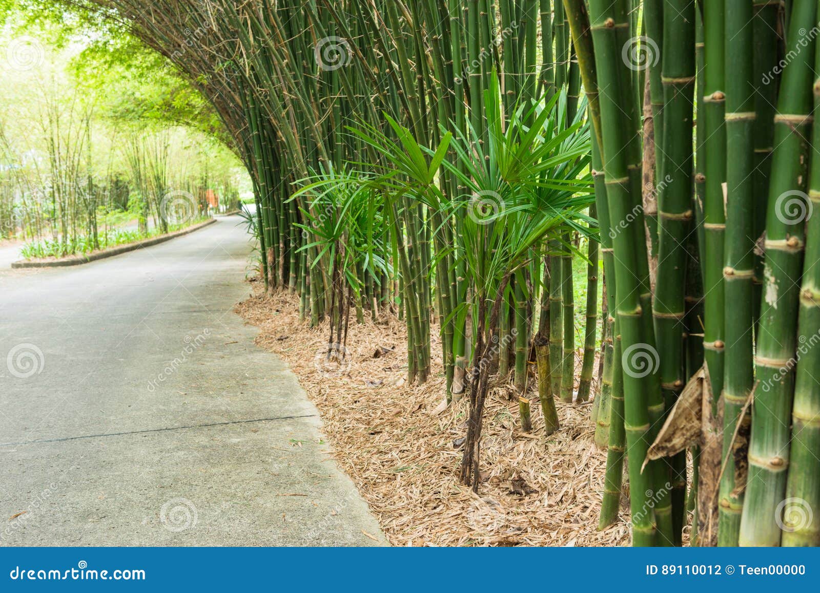 Road through Tunnel of Bamboo Stock Photo - Image of ecology, branch ...