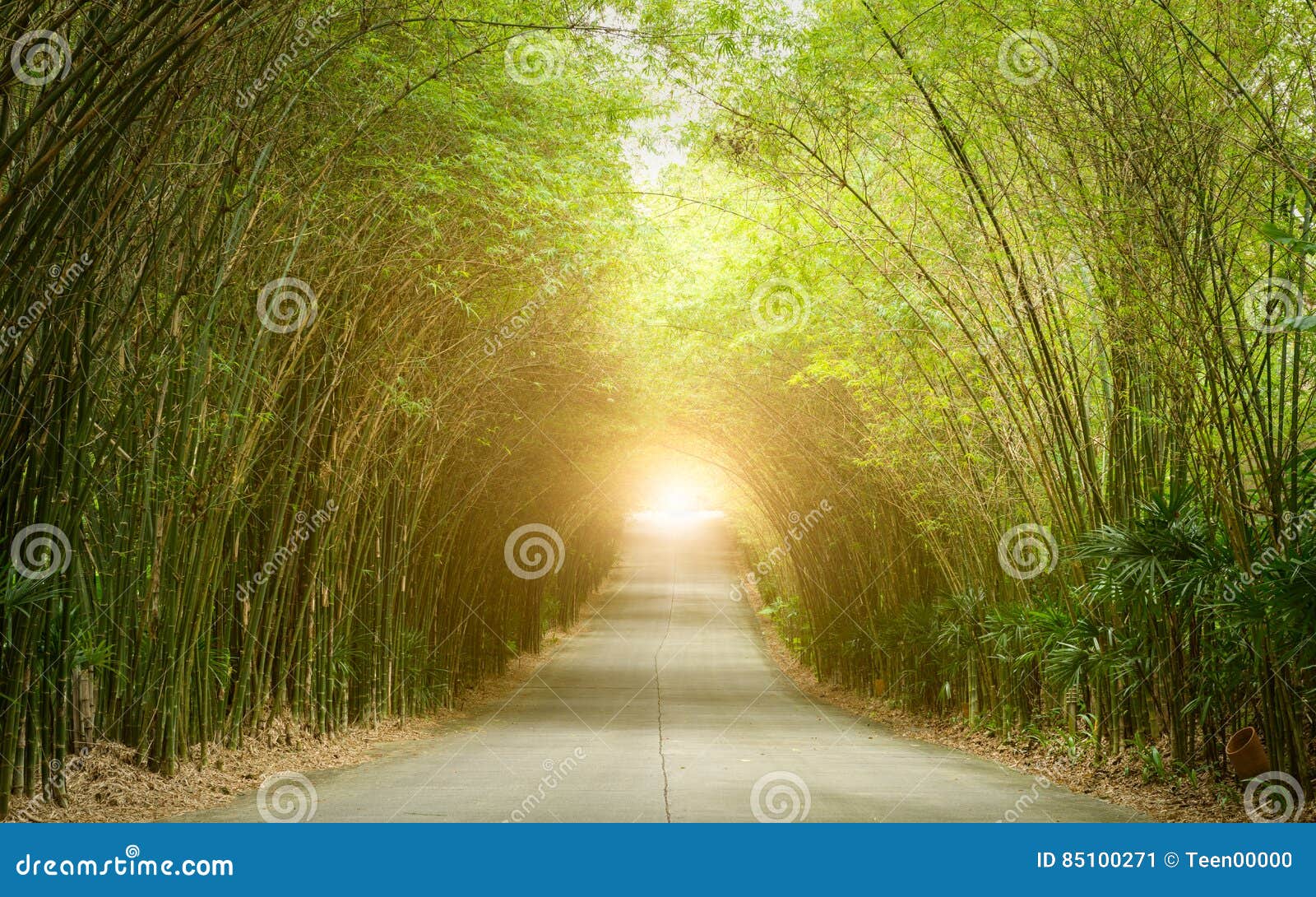 Tunnel Bamboo Trees And Walkway Royalty-Free Stock Image ...