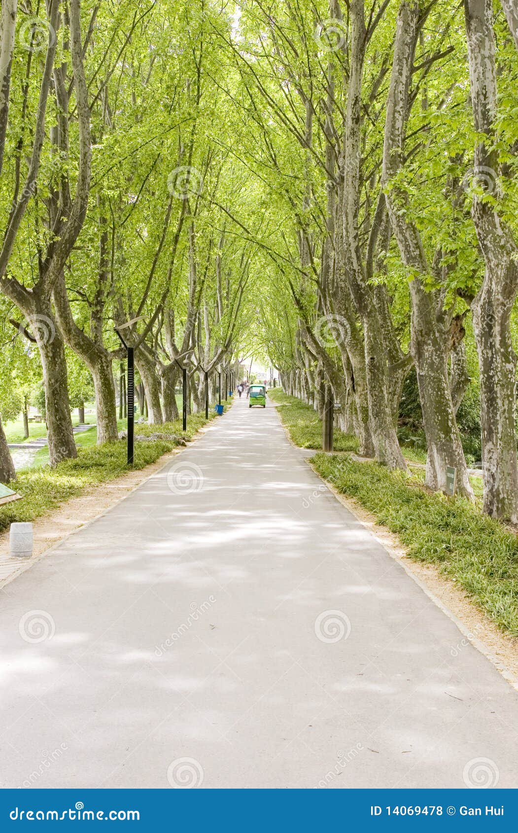 Road under trees stock photo. Image of bright, lush, nature - 14069478