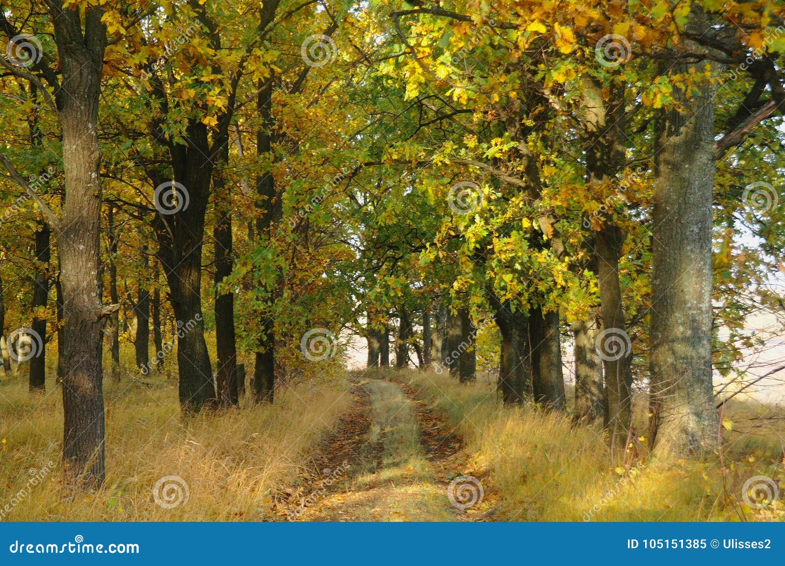 Road Under the Trees in Autumn Stock Image - Image of deciduous, maple ...