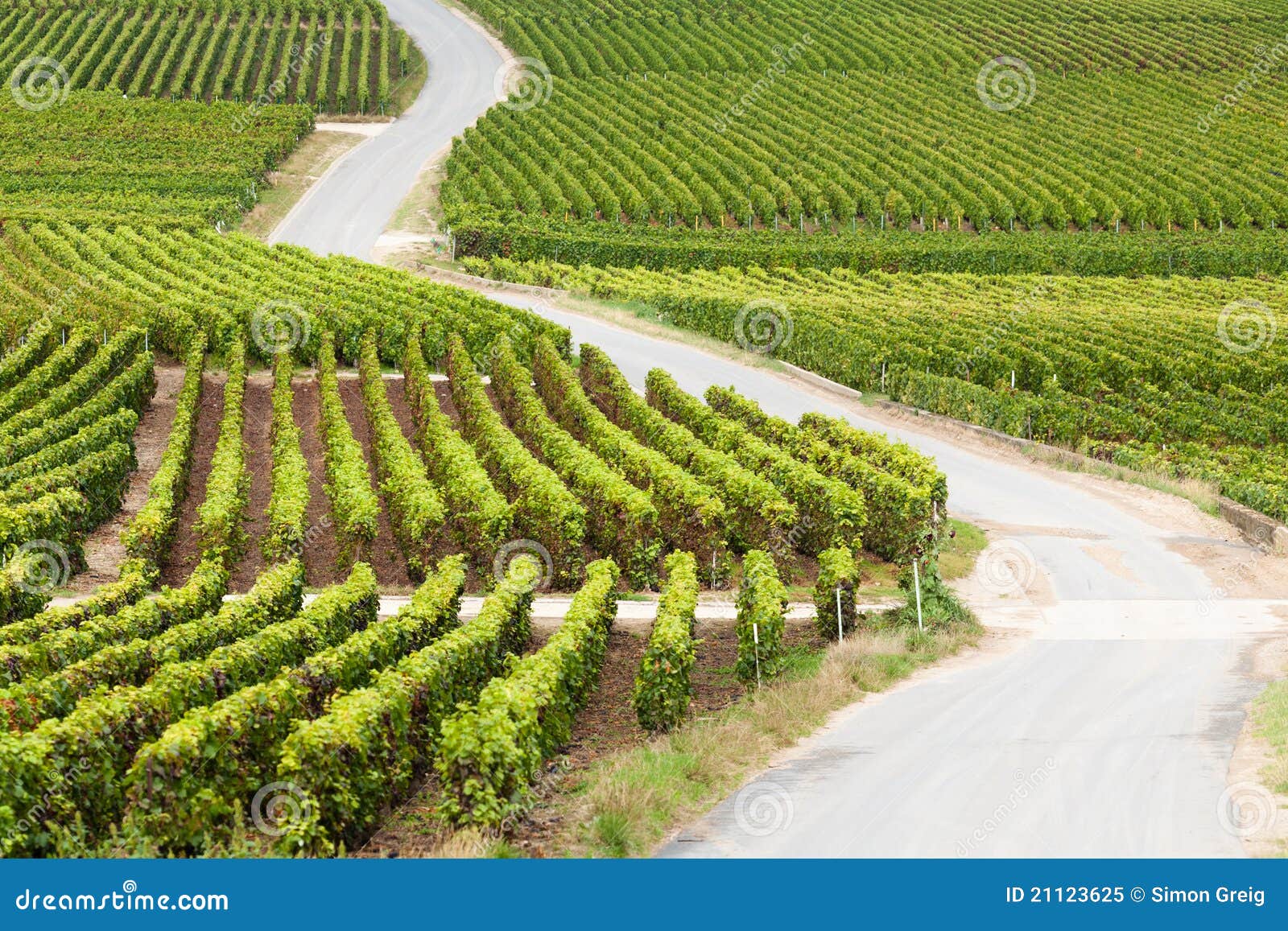 Road through the Vineyard stock image. Image of zigzag - 21123625