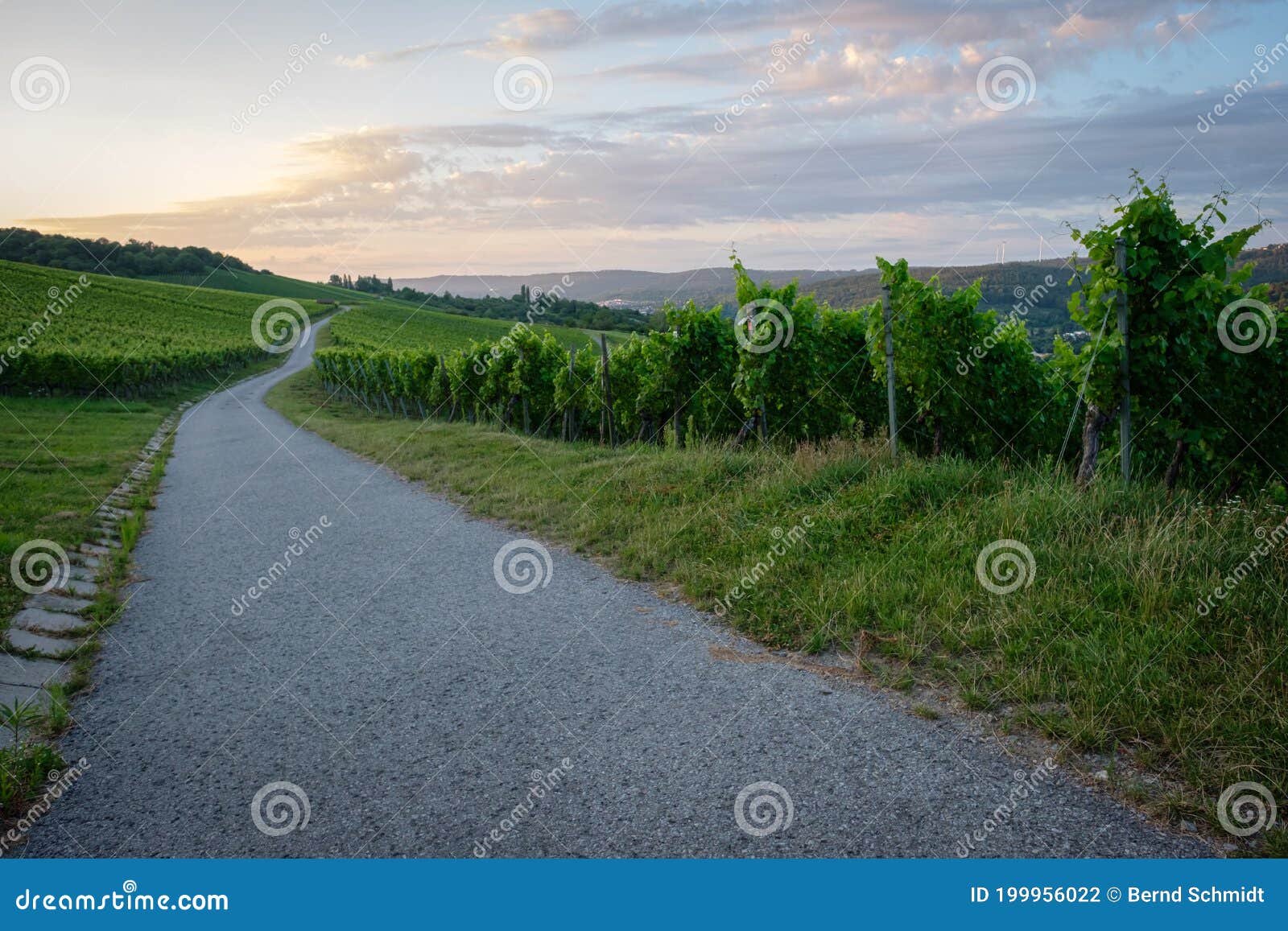 Road in Vineyard with Clouds in Dawn Sky Horizontal Format Stock Photo ...