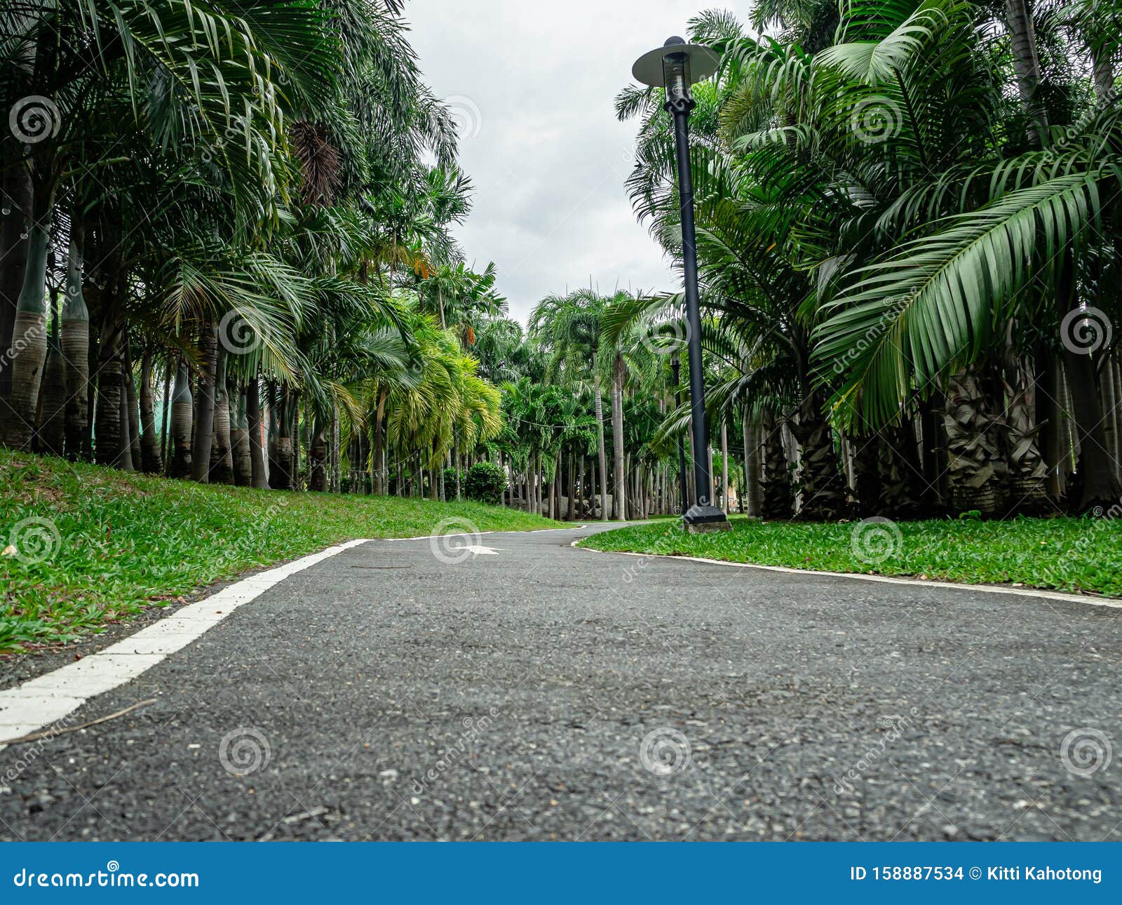 Road, Walkway and Running in the Park Stock Photo - Image of sunlight ...