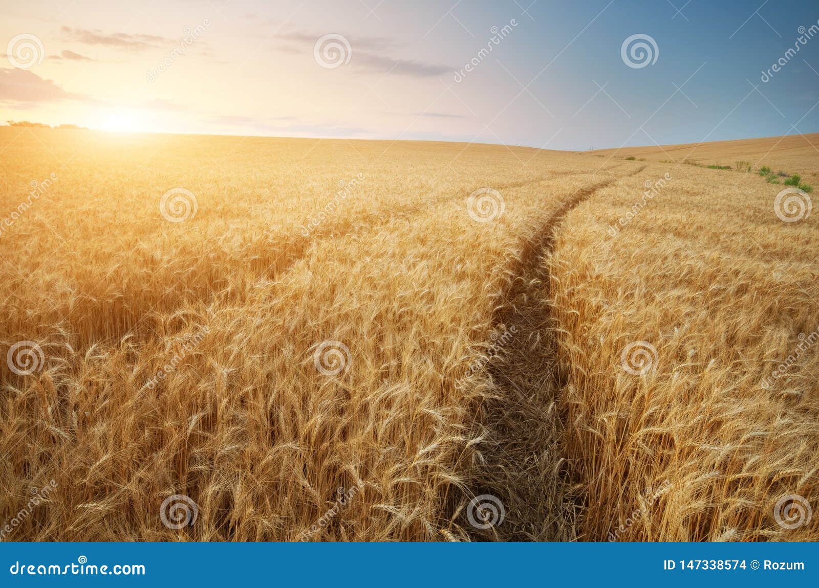 Road through wheat field stock photo. Image of grain - 147338574
