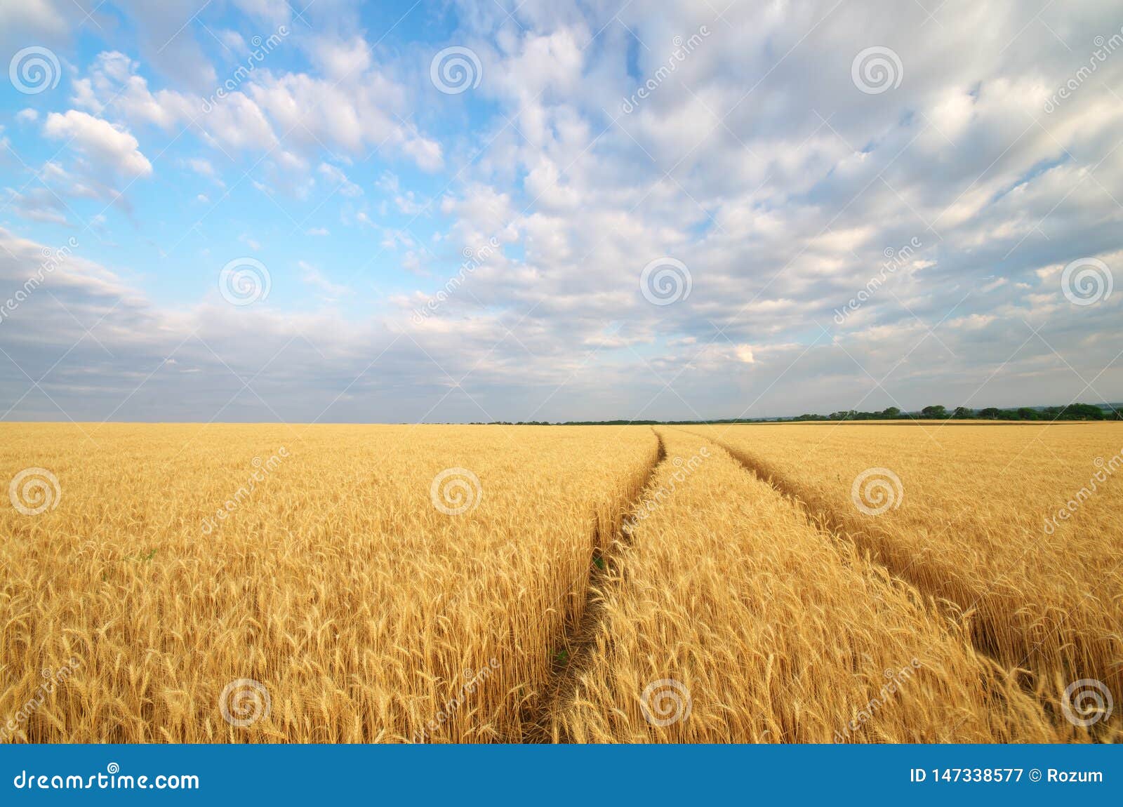 Road through wheat field stock image. Image of field - 147338577