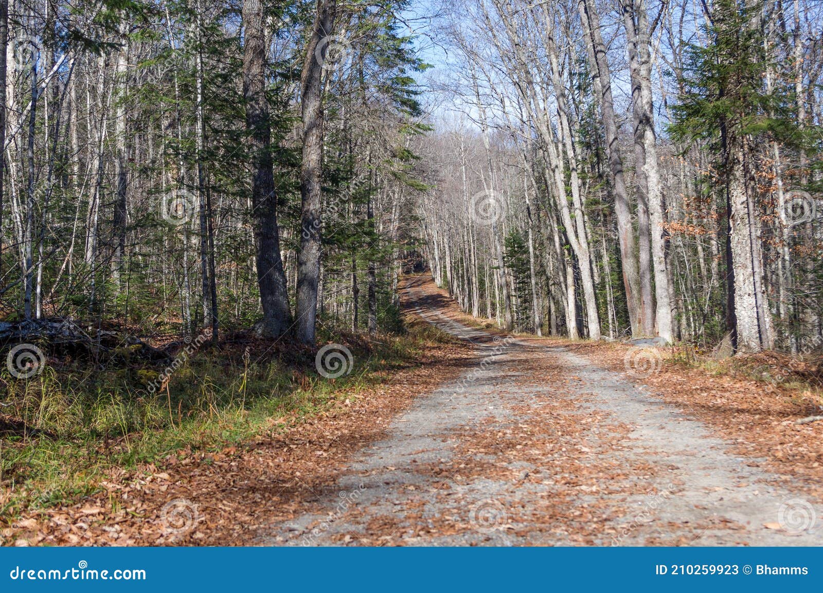 Road through the Wilderness Stock Image - Image of wilderness, forest ...