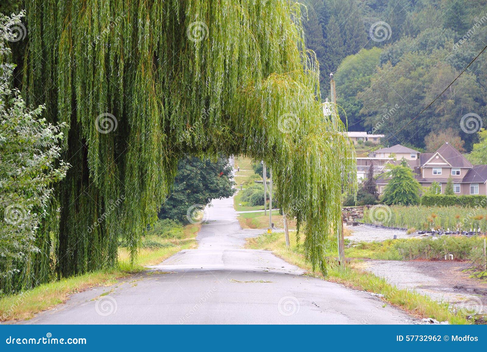 Road through the Willow Tree Stock Photo - Image of narrow, landscaping ...