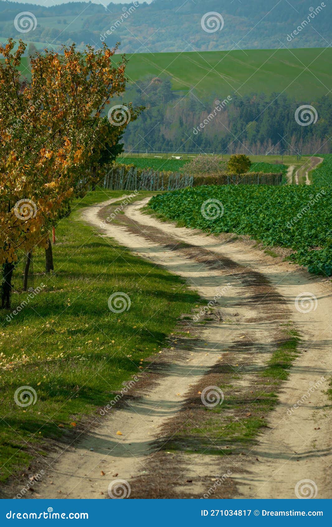 A Road Winding through Fields and Vines Stock Image - Image of outdoor ...