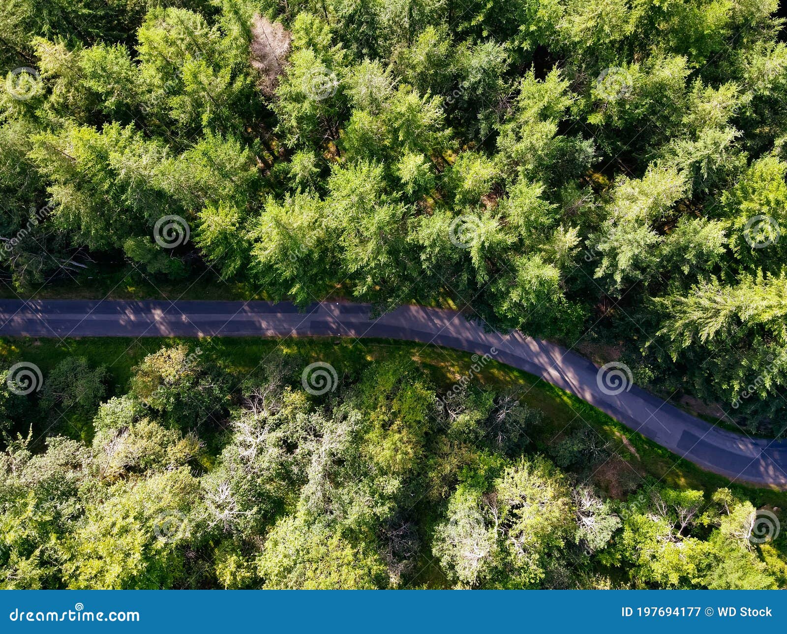 A Road Winding through a Large Forest Stock Image - Image of ...