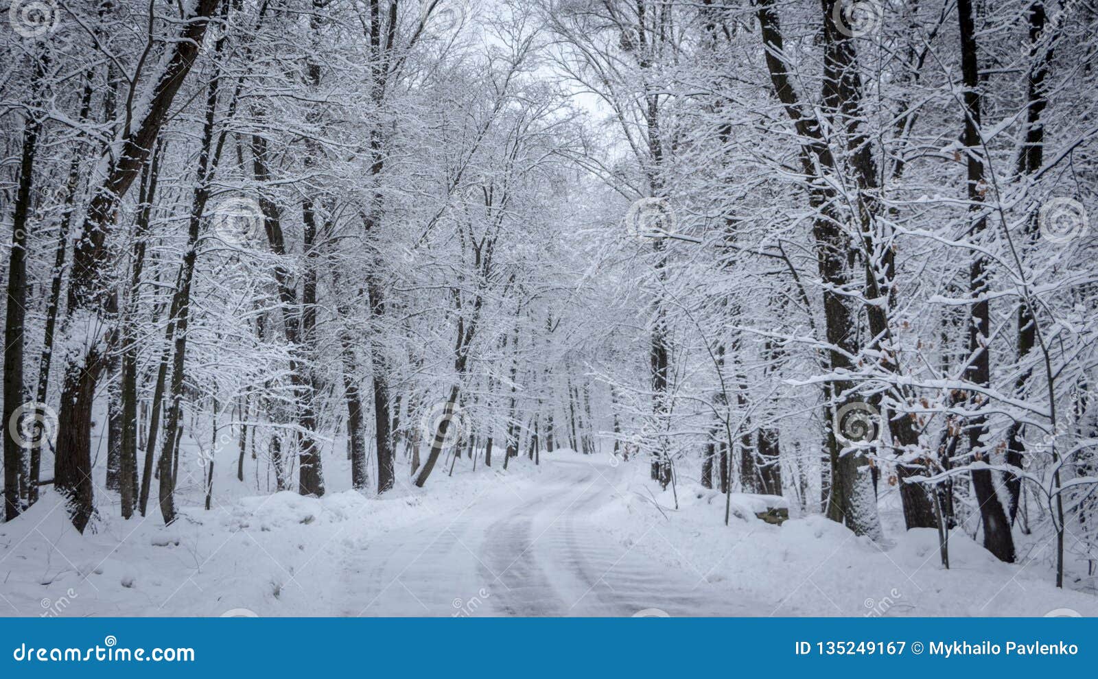 The Road in the Winter Forest and Trees in the Snow on a Cloudy Day ...