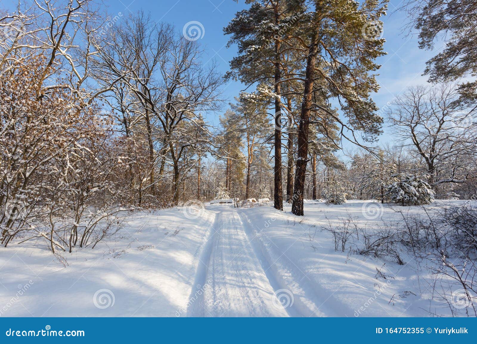 Road in Winter Snowbound Pine Forest Stock Image - Image of frost ...