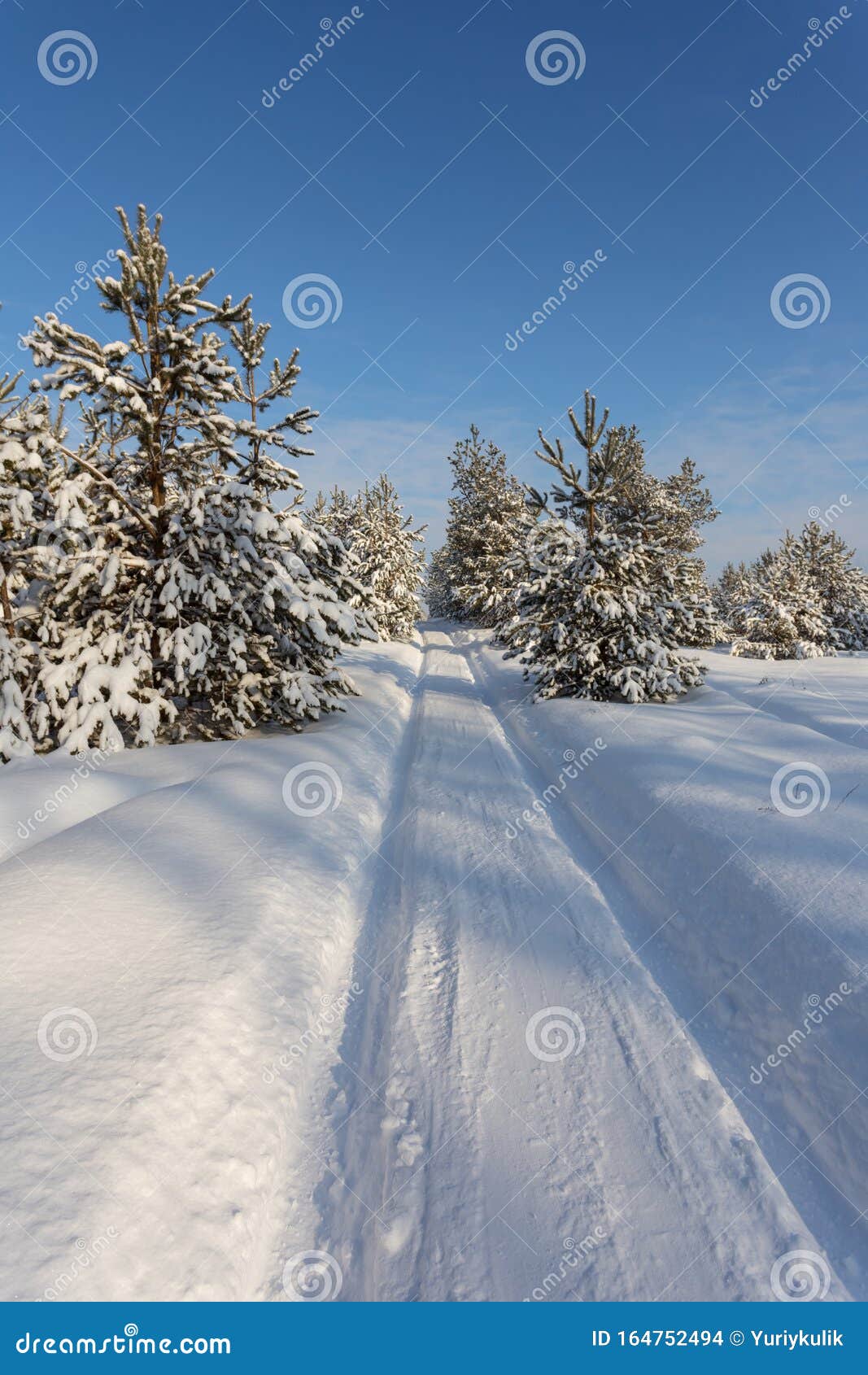 Road through Winter Pine Forest Stock Photo - Image of beauty, branch ...