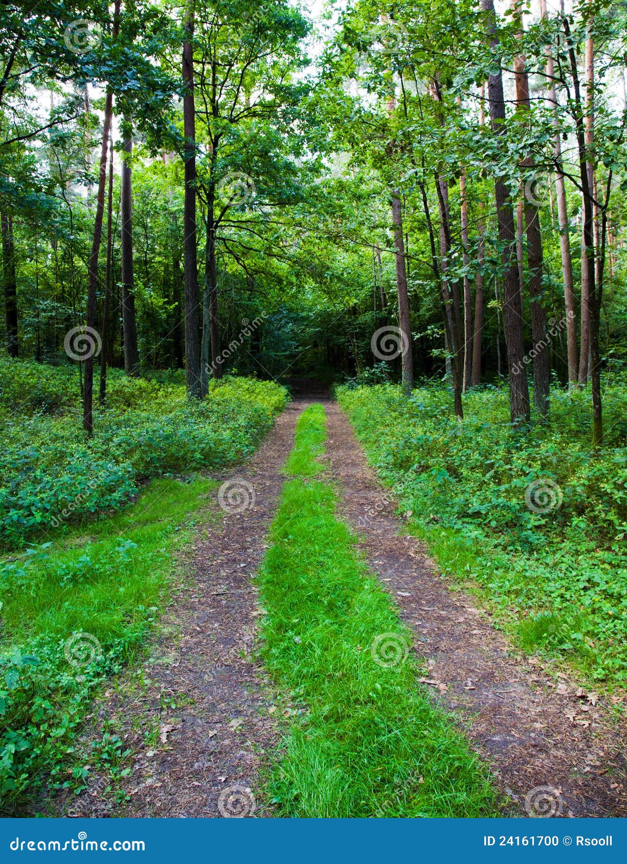 Road (wood) stock photo. Image of leaves, large, natural - 24161700